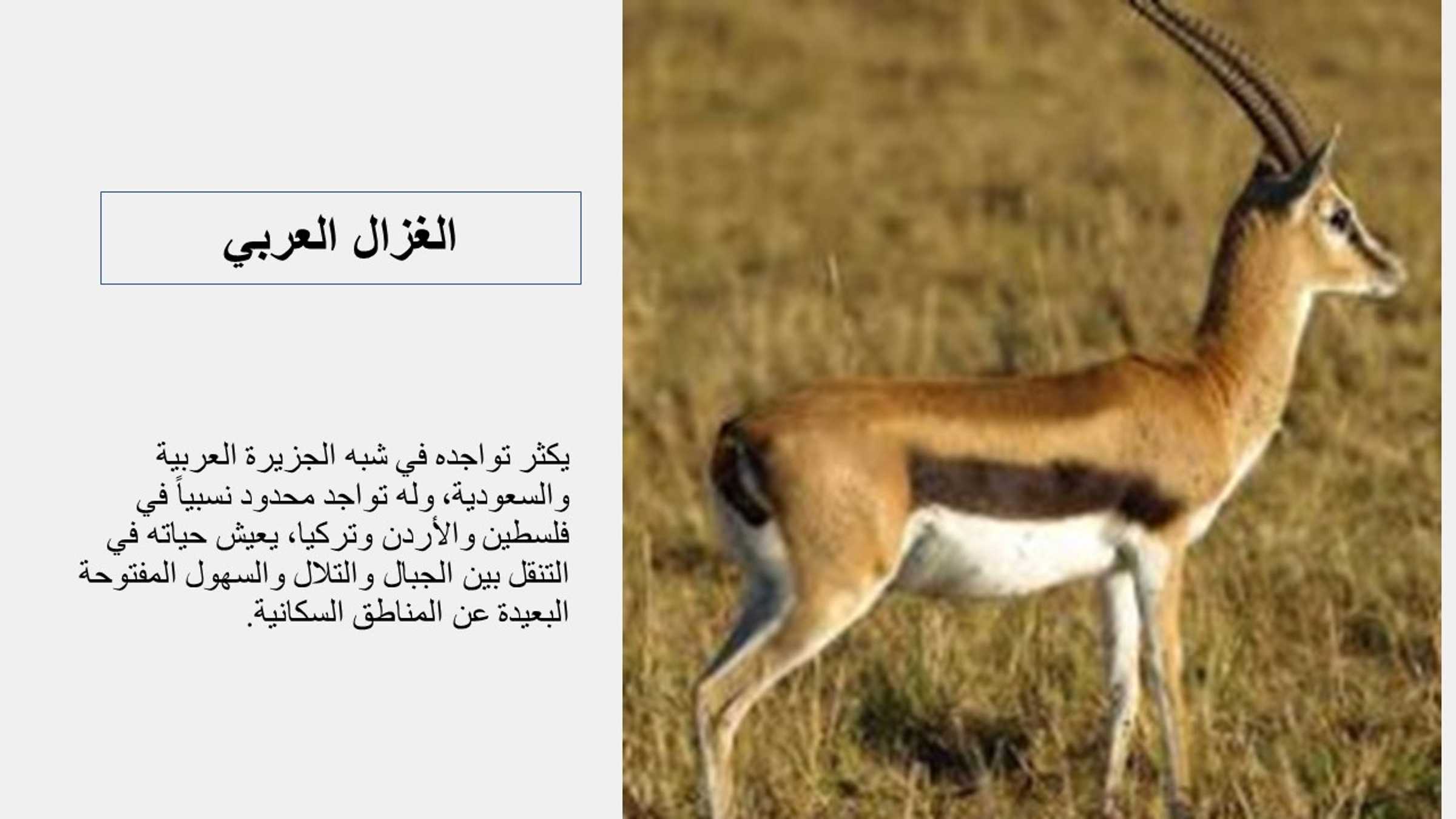 Armor of the Arabian Deer | NuVu Cambridge